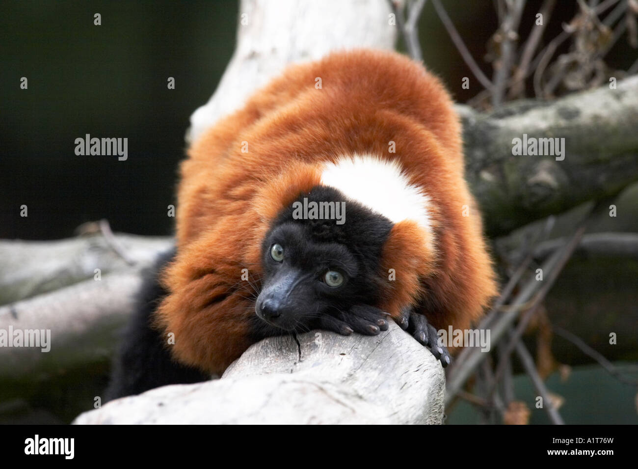 Red ruffed lemur Stock Photo - Alamy