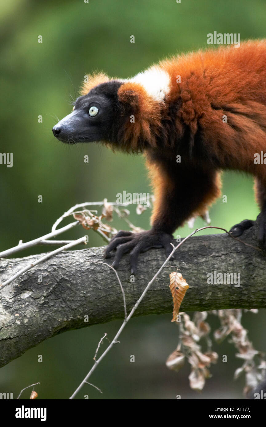 Red ruffed lemur climbing hi-res stock photography and images - Alamy