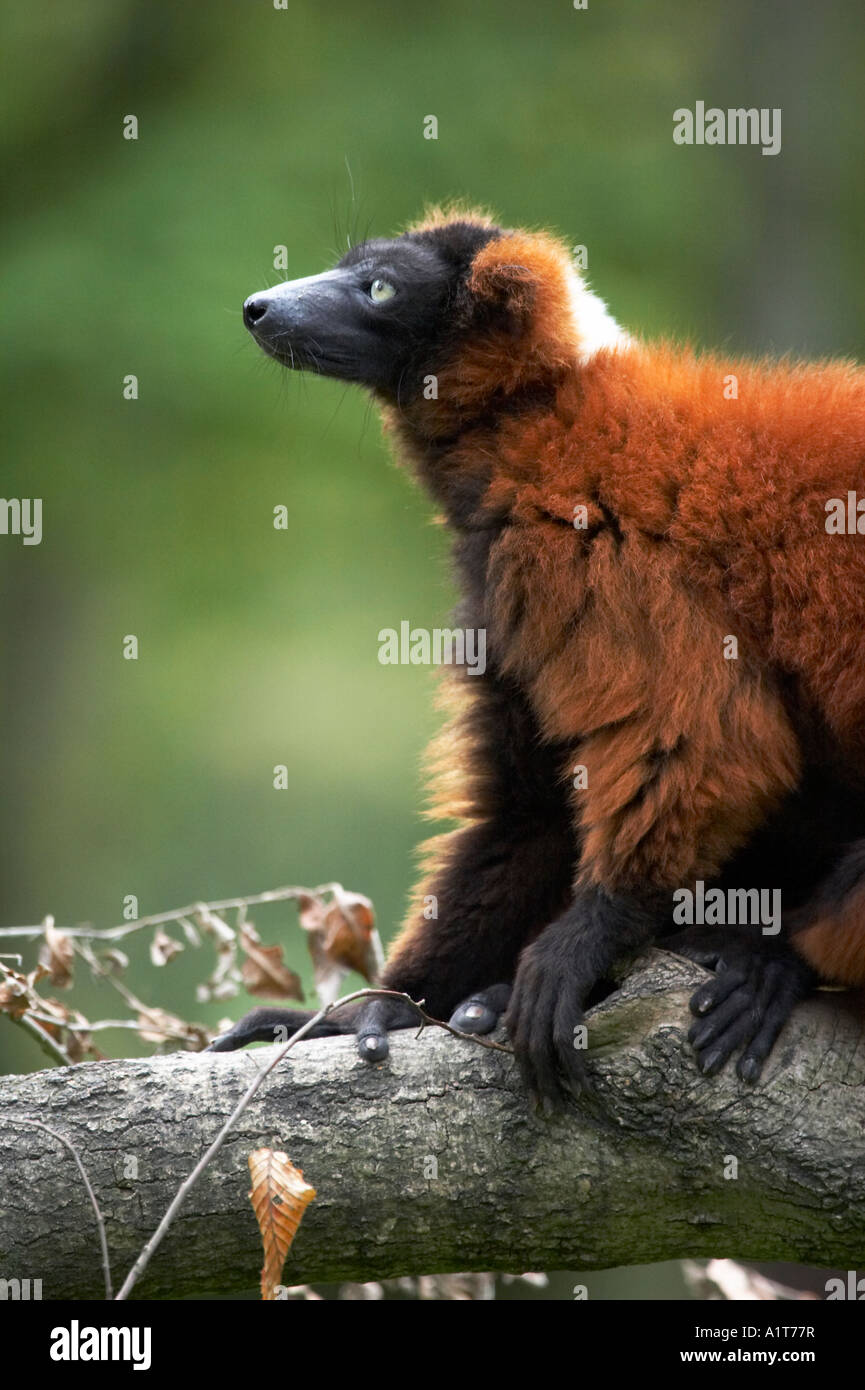 Red ruffed lemur climbing hi-res stock photography and images - Alamy