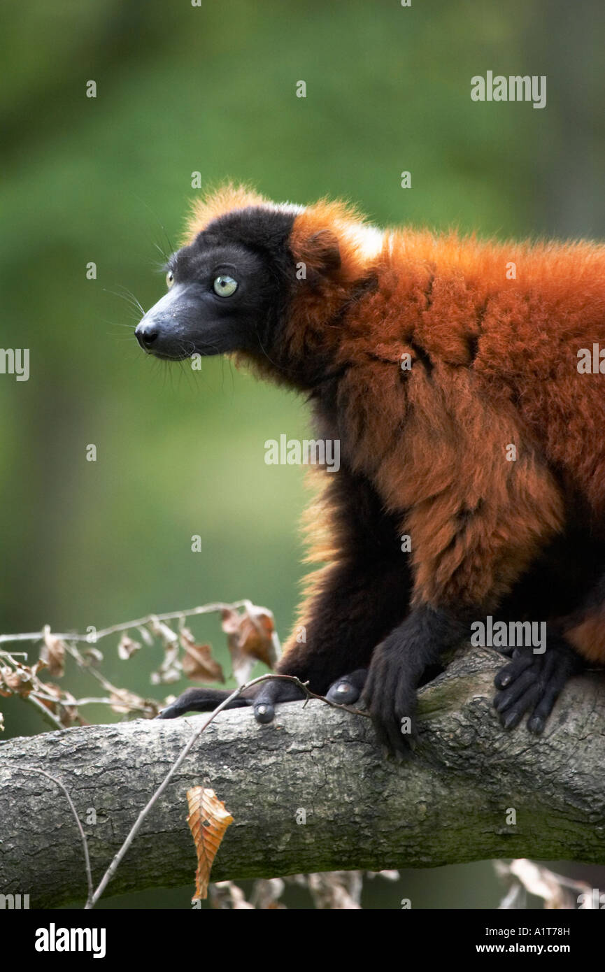 Red ruffed lemur Stock Photo - Alamy