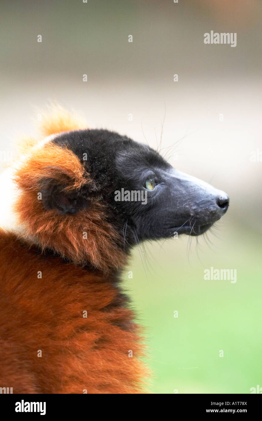 Red ruffed lemur Stock Photo - Alamy