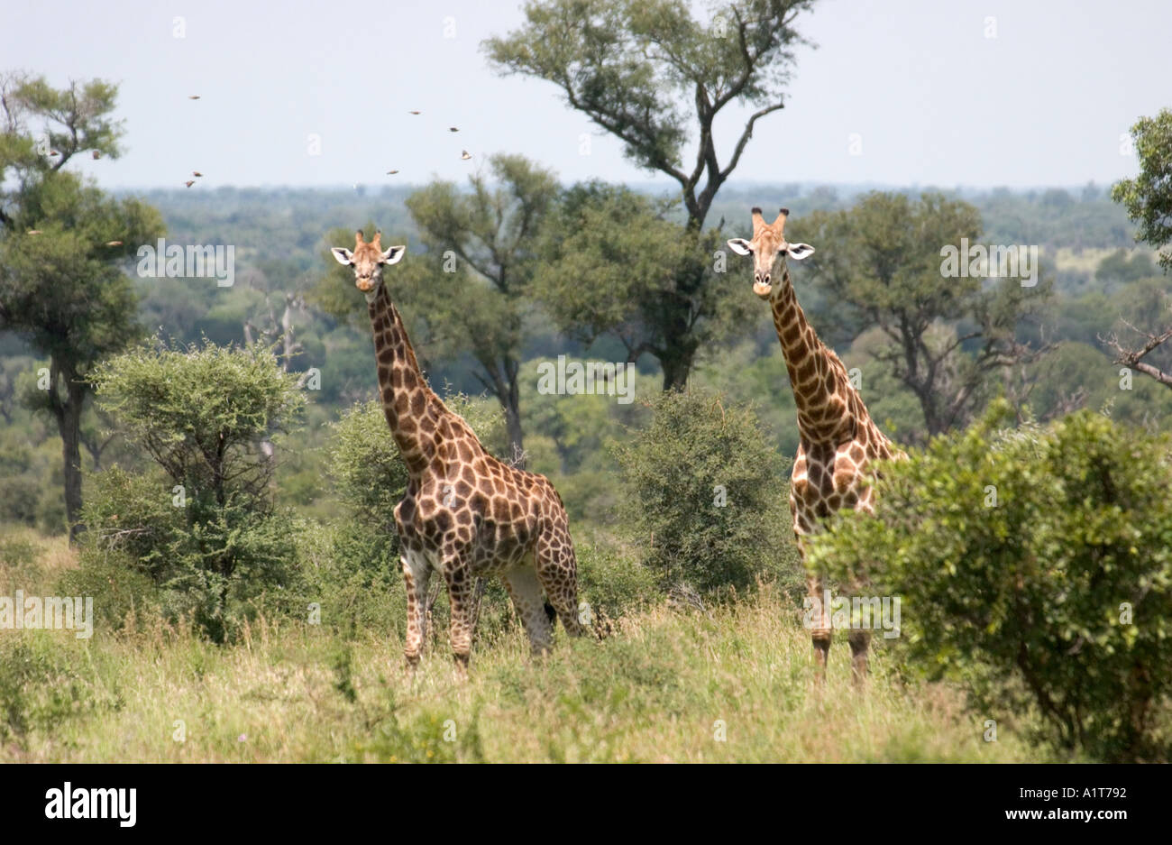 Two giraffes facing toward viewer and positioned in similar position ...