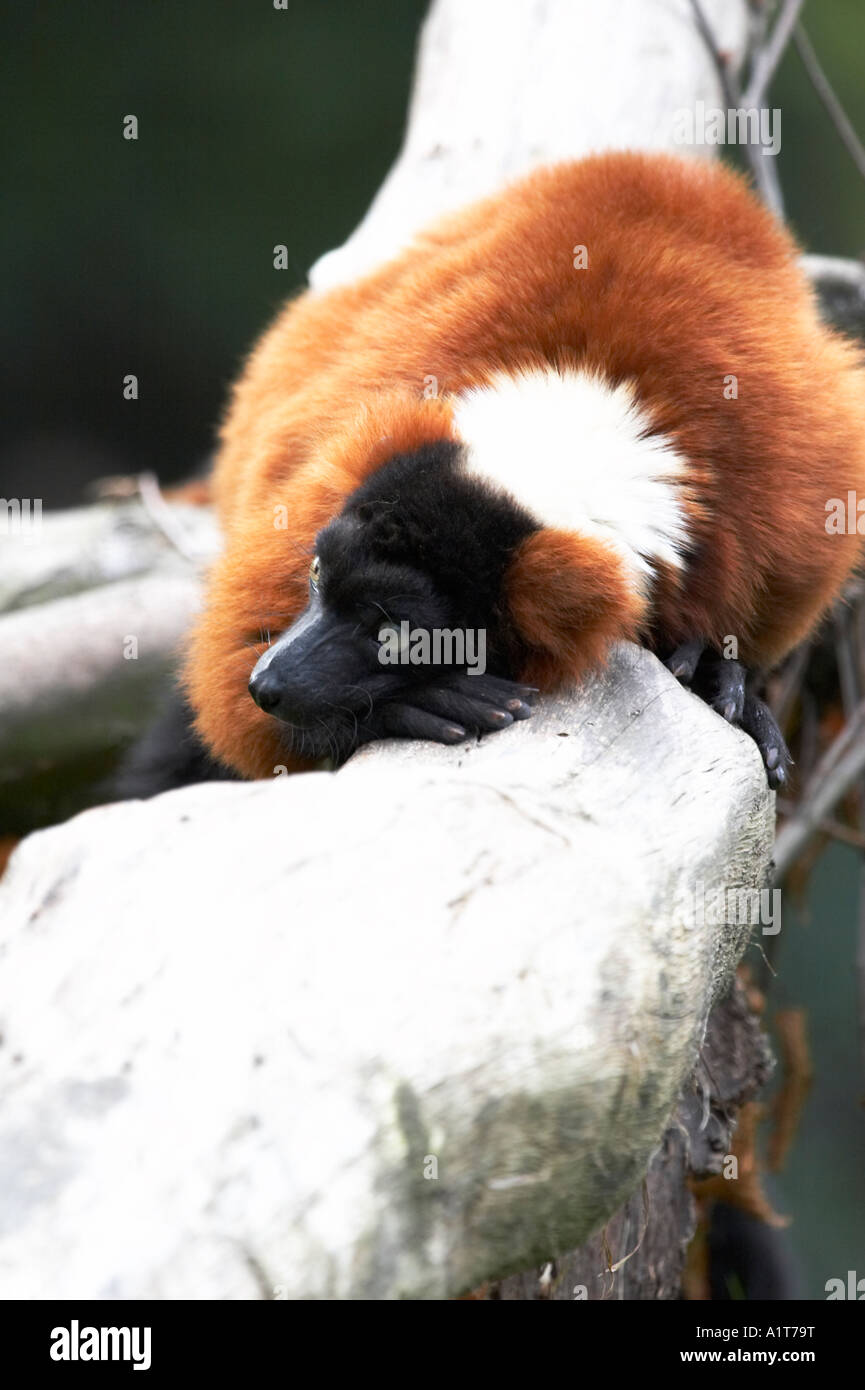 Red ruffed lemur Stock Photo - Alamy