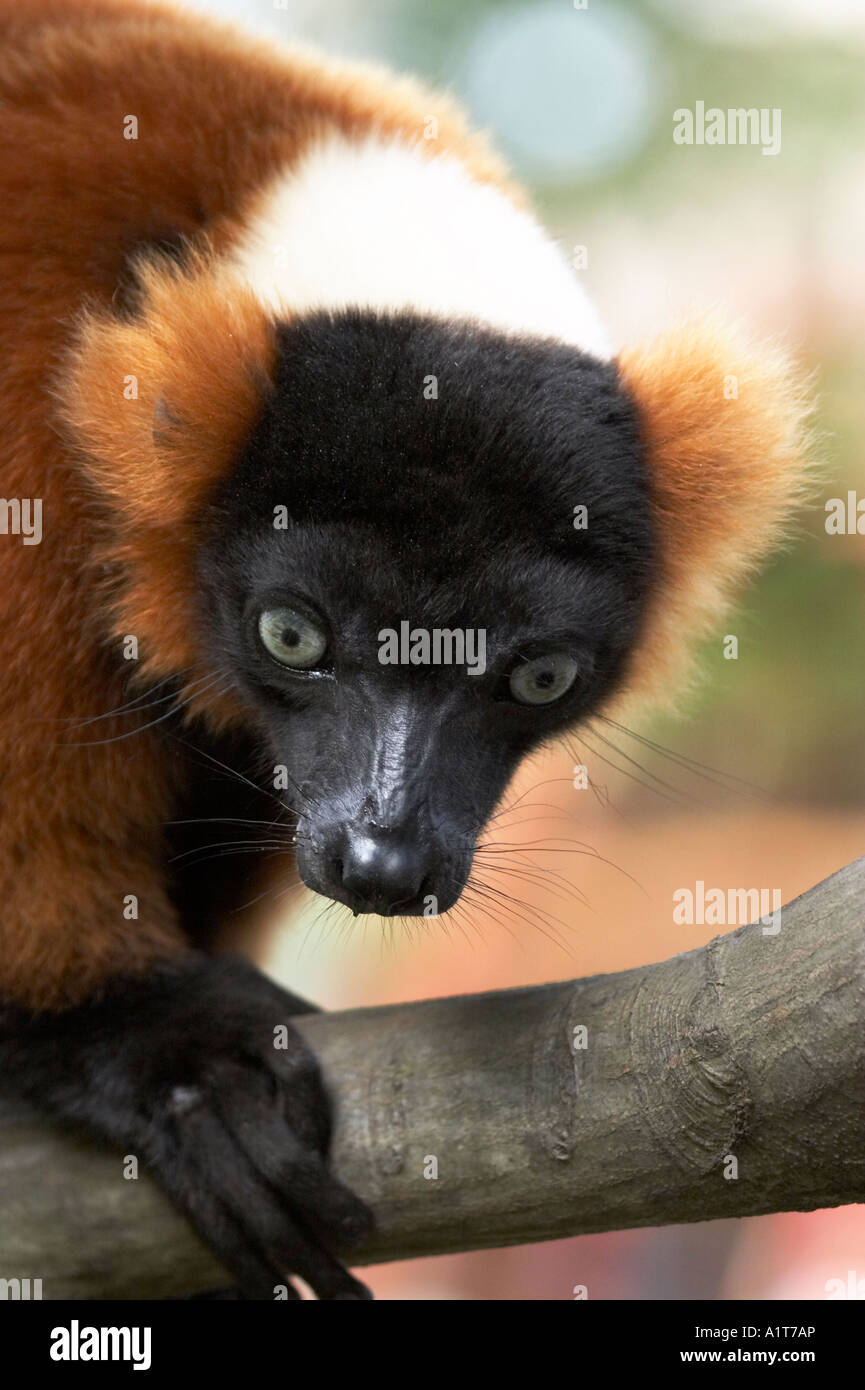 Red ruffed lemur Stock Photo - Alamy