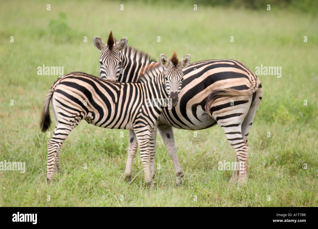 A mother plains zebra and her adolescent colt facing in opposite ...
