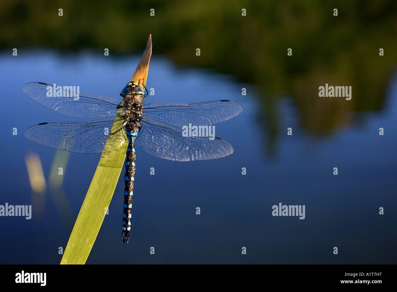 a dragon fly rest on a reed beside a mountain pond Stock Photo - Alamy