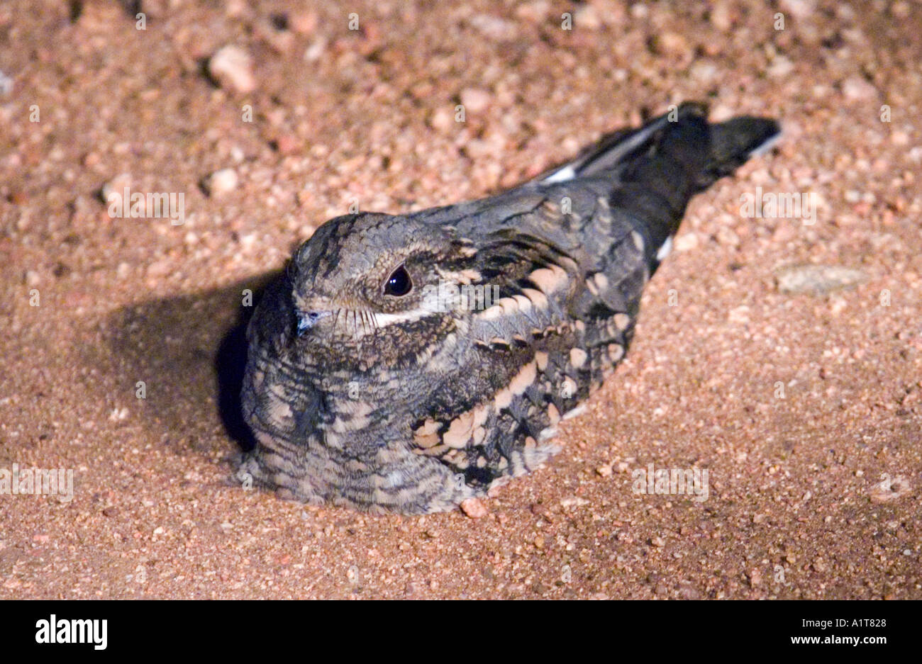 African nightjar hi-res stock photography and images - Alamy
