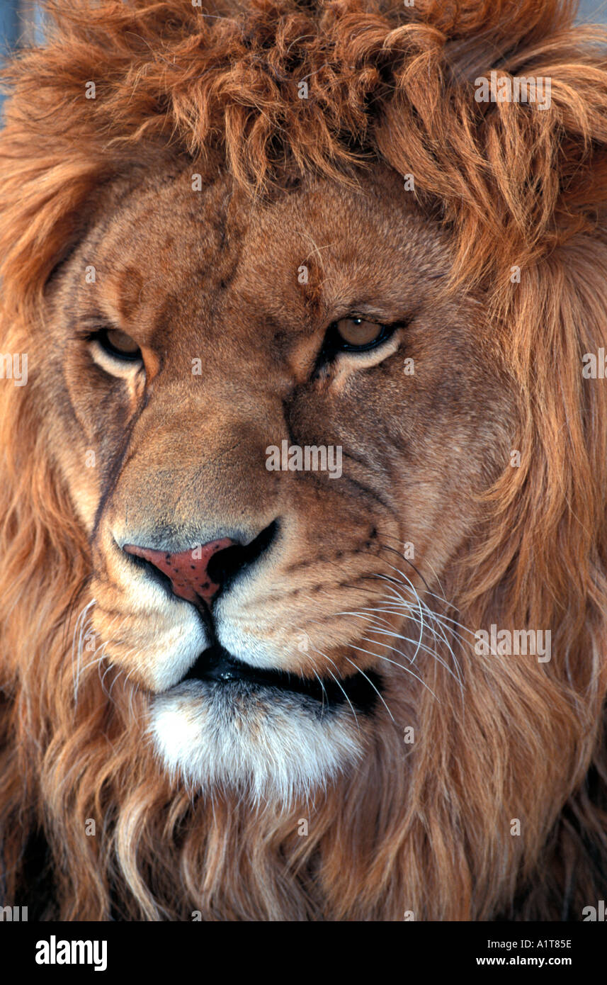 Snarling Lion High Resolution Stock Photography and Images - Alamy