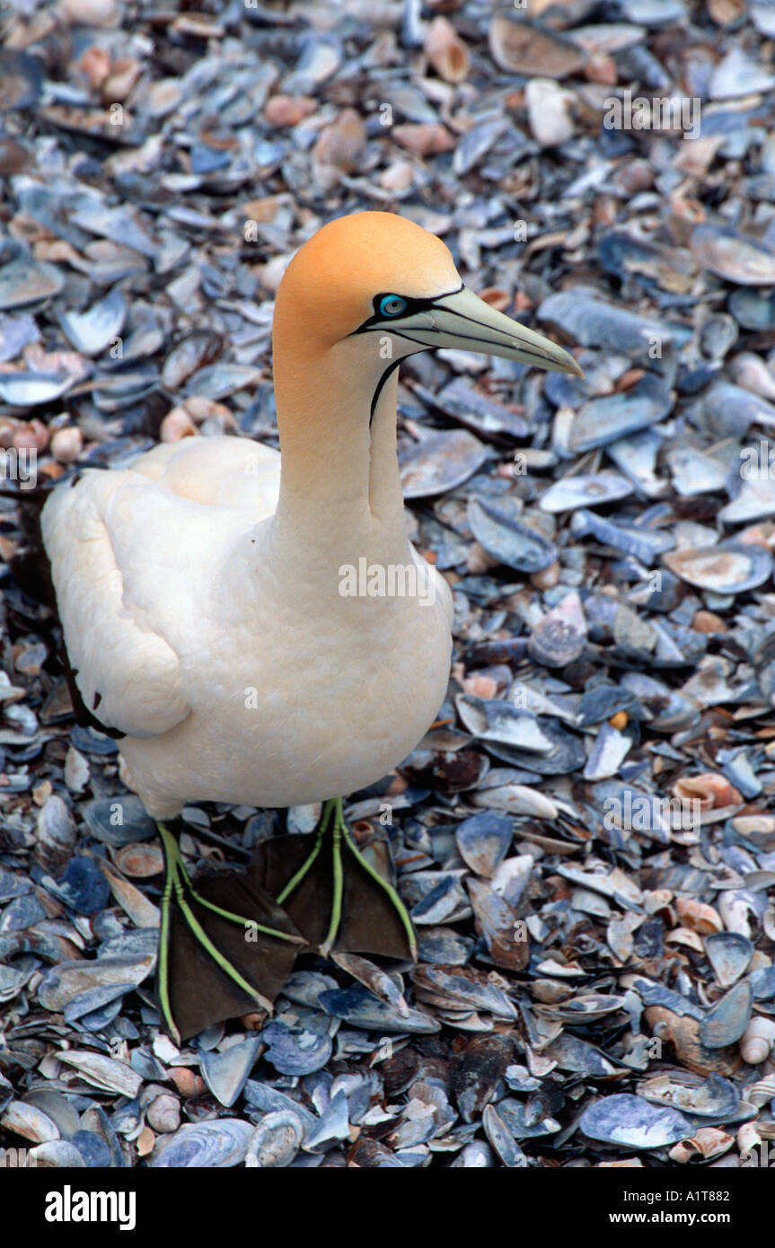 Cape Gannet Morus capensis Lamberts Bay SOUTH AFRICA Stock Photo - Alamy