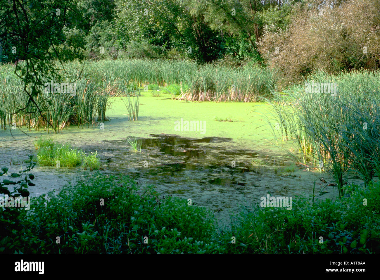 American swamp lily hi-res stock photography and images - Alamy