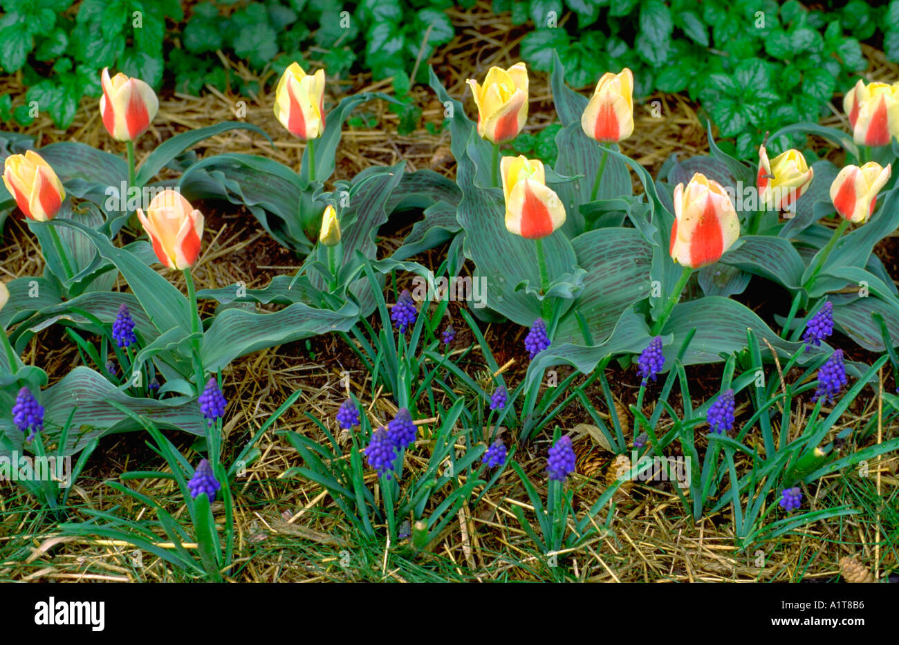 Yellow variegated tulips hi-res stock photography and images - Alamy