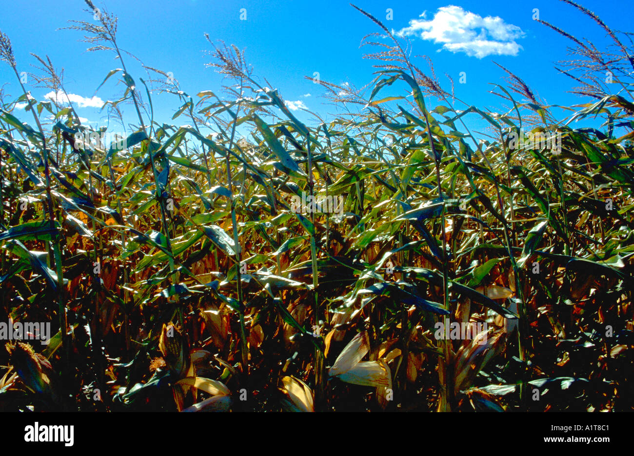 Corn field minnesota hi-res stock photography and images - Alamy