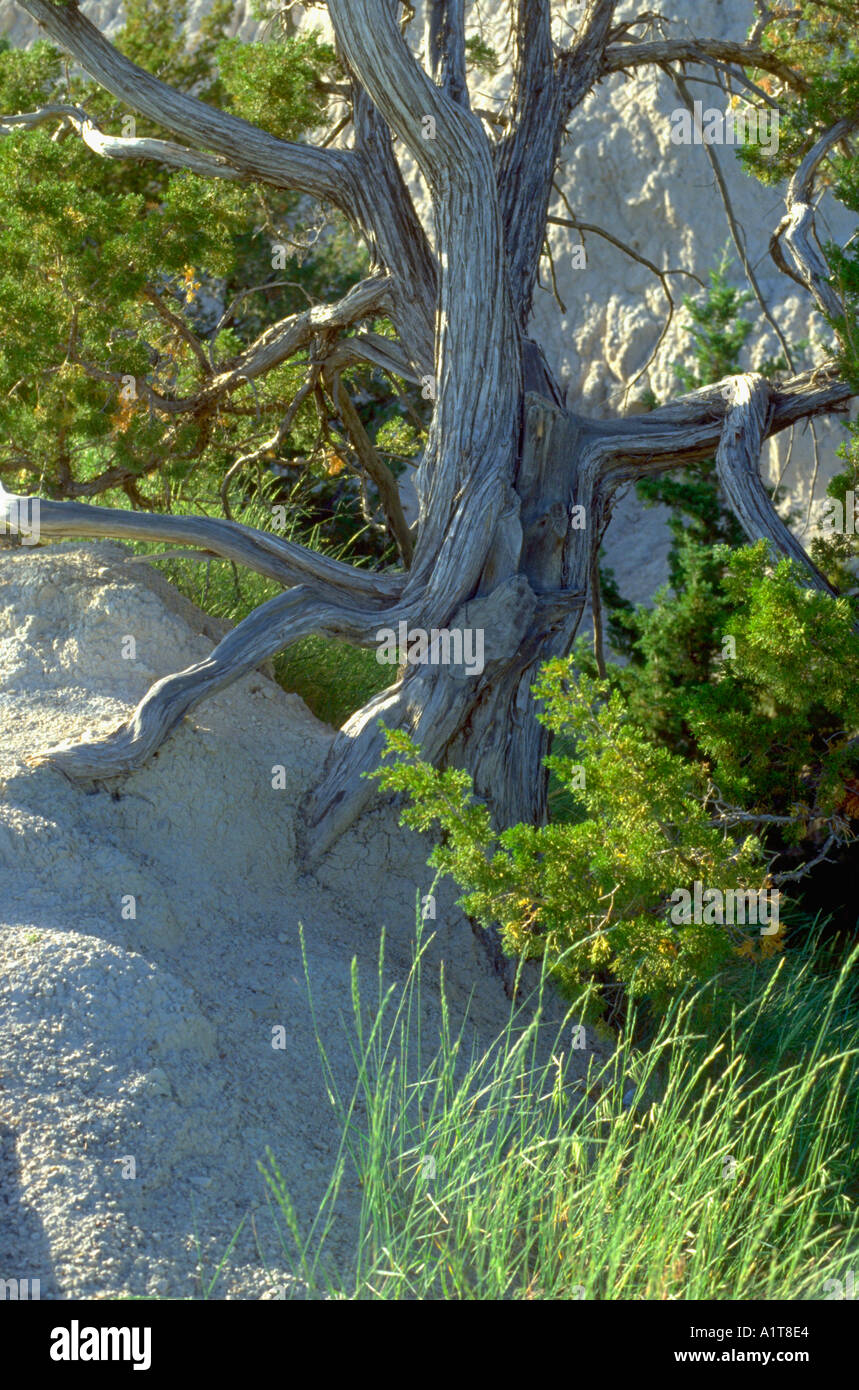 Gnarled tree with roots attached to the rock. Badlands South Dakota SD ...