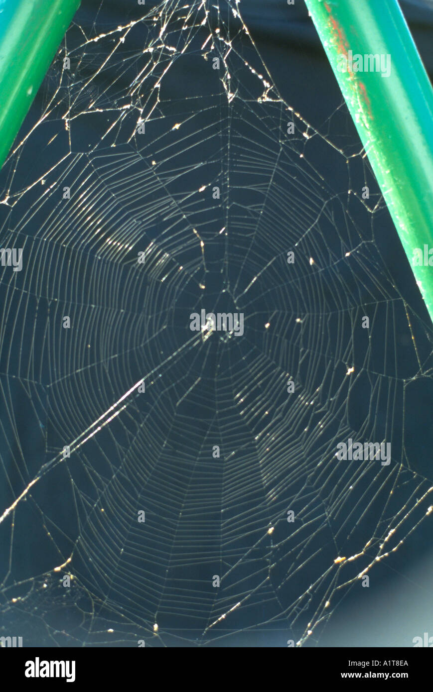 Trap door spider hi-res stock photography and images - Alamy