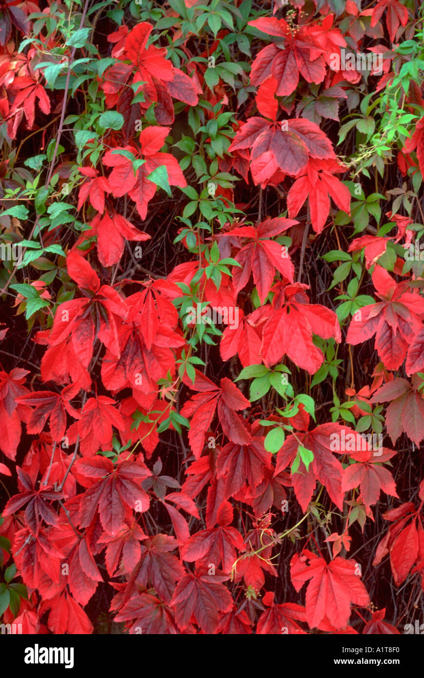 Red sumac and green vines. St Paul Minnesota MN USA Stock Photo - Alamy