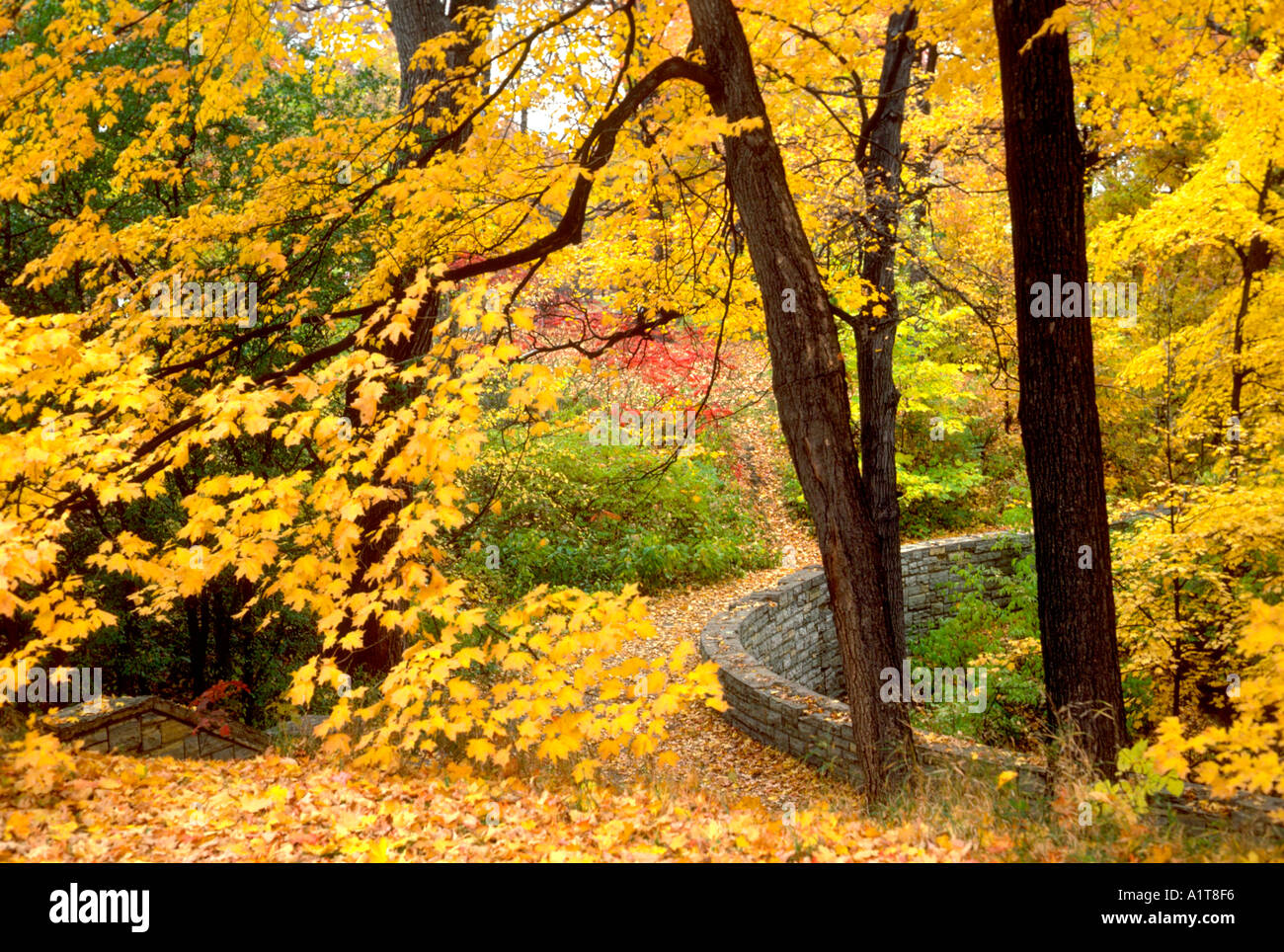 Curved flagstone retaining wall with golden autumn leaves on West River ...
