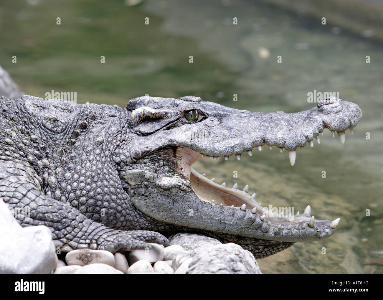 Alligator sitting still Stock Photo - Alamy
