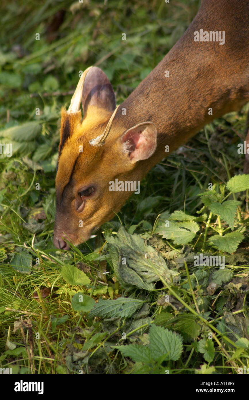 Face muntjac hi-res stock photography and images - Alamy
