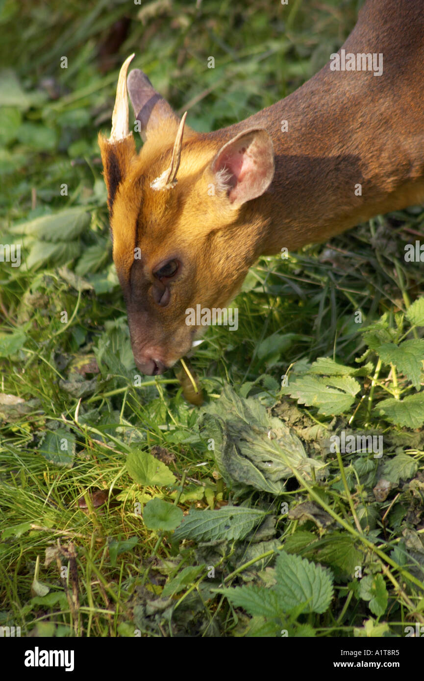 A Chinese Muntjac Stock Photo - Alamy