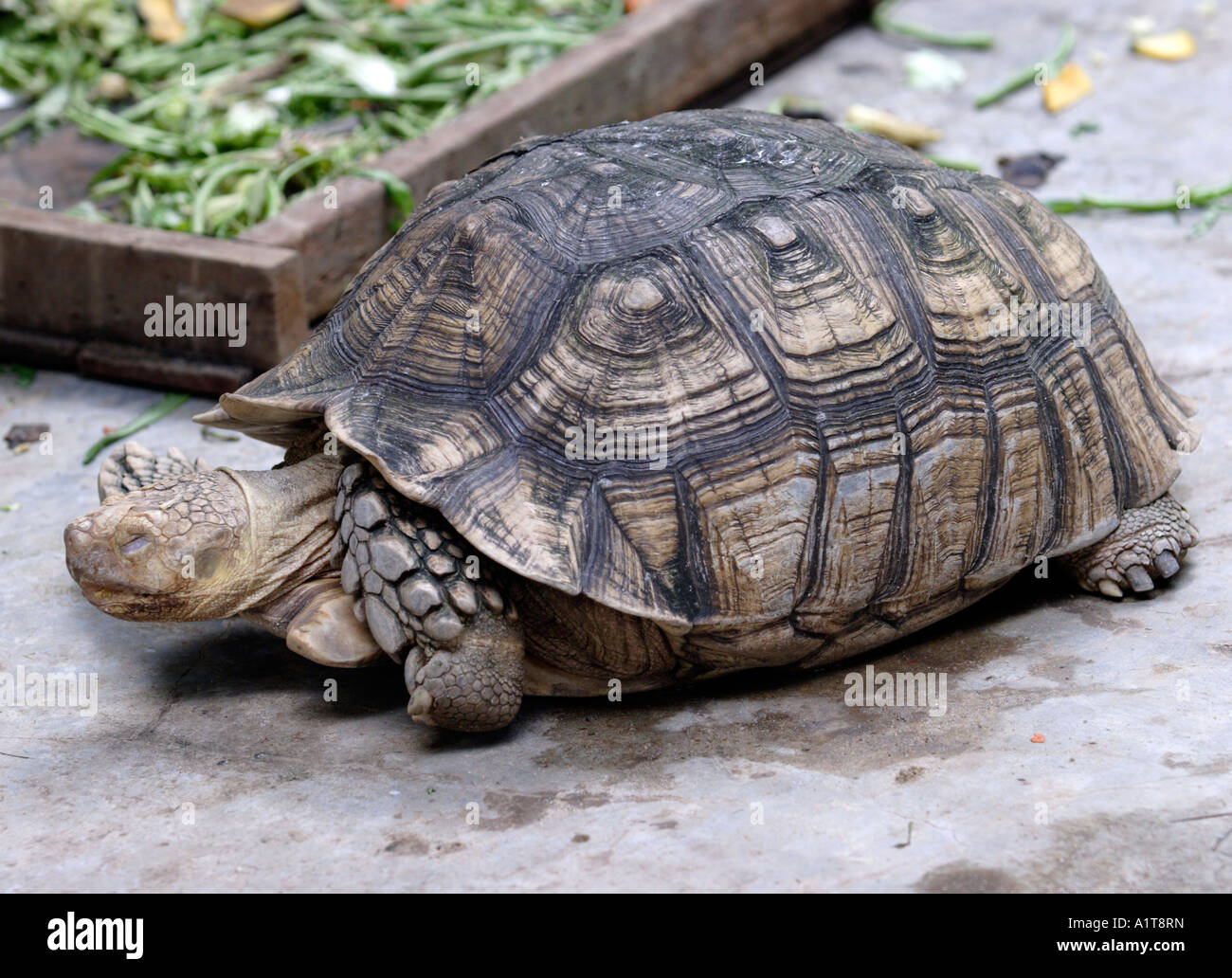 Tortoise with shell closed hi-res stock photography and images - Alamy