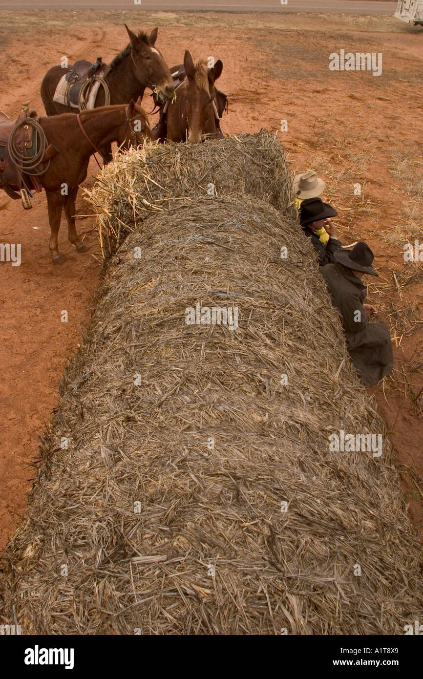 a group of cowboys seek shelter from the wind behind bales of hay Stock ...