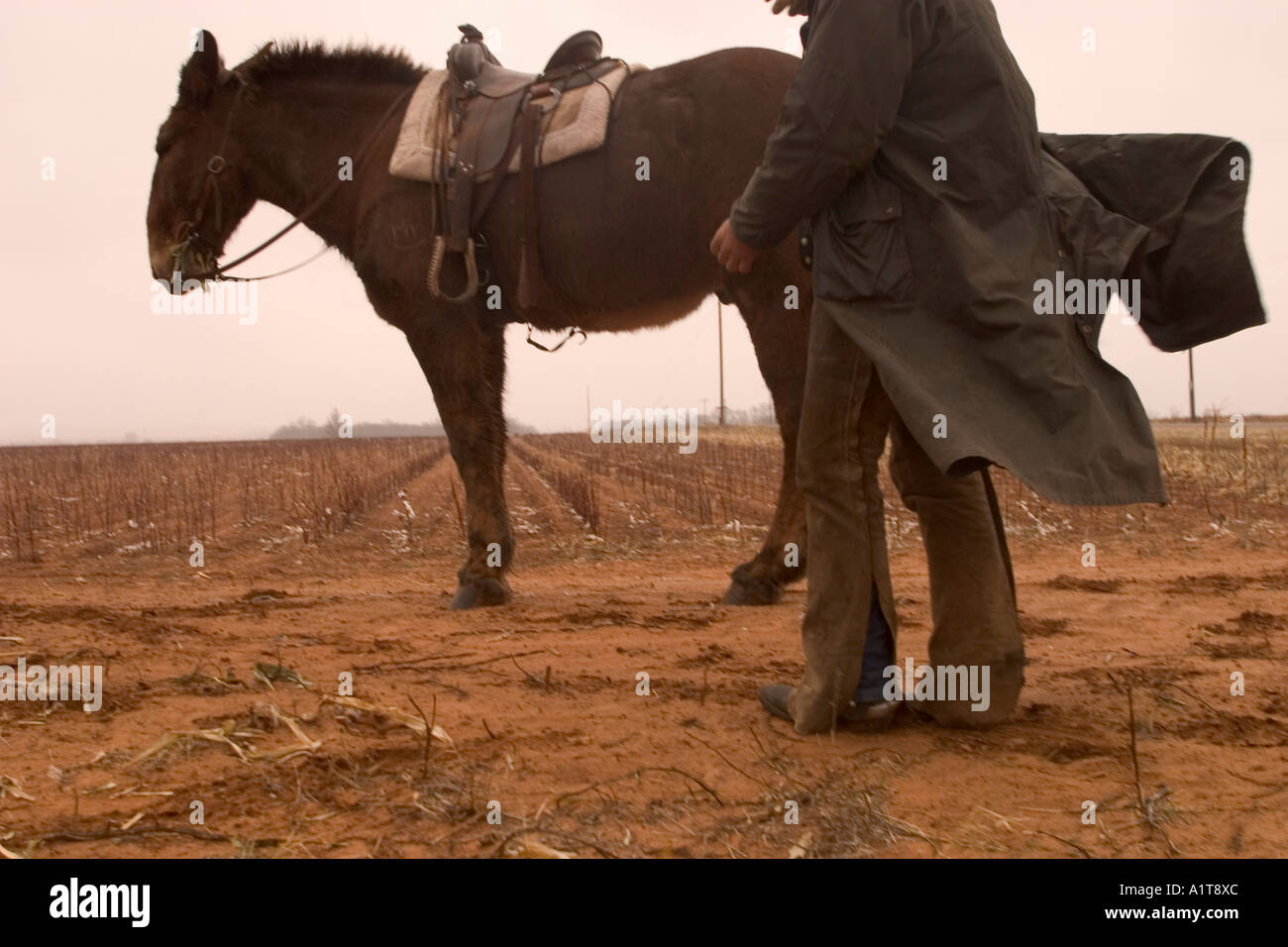 the wind blows a cowboy's duster as he prepares to climb aboard his ...