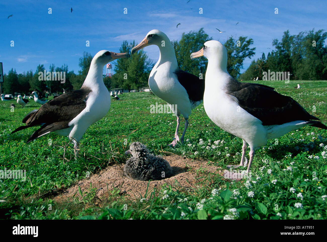 Albatross Midway Island N W Hawaiian Chain Stock Photo - Alamy