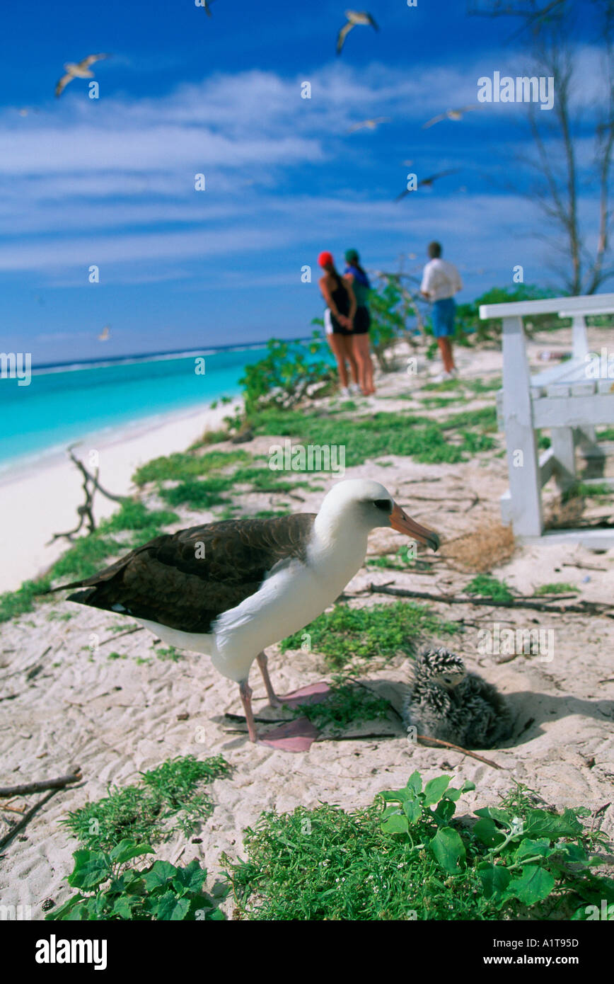 Albatross Midway Island N W Hawaiian Chain Stock Photo - Alamy