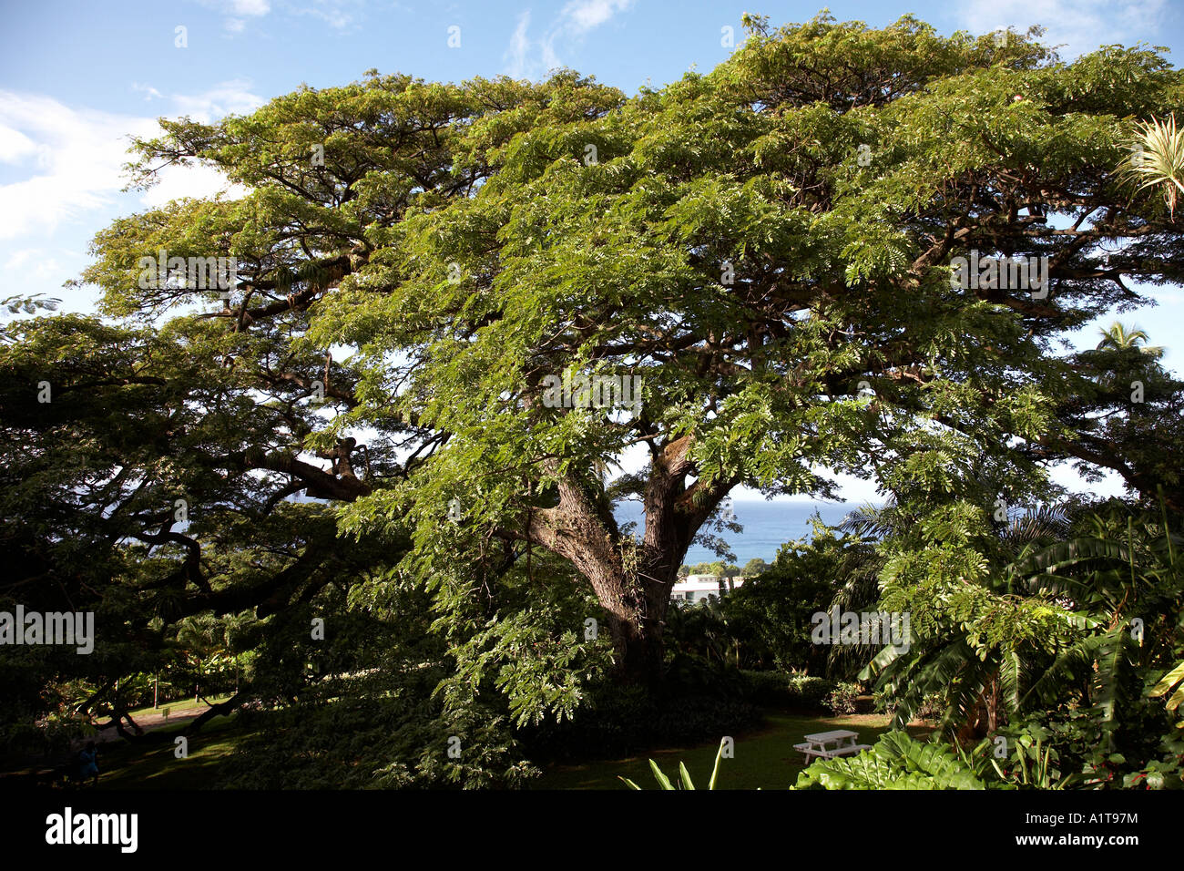 350 year old saman tree in the gardens of romney manor St Kitts ...