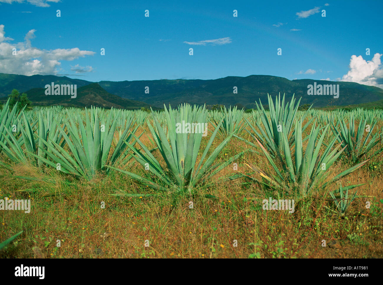Maguey Cactus Oaxaca Mexico Stock Photo - Alamy