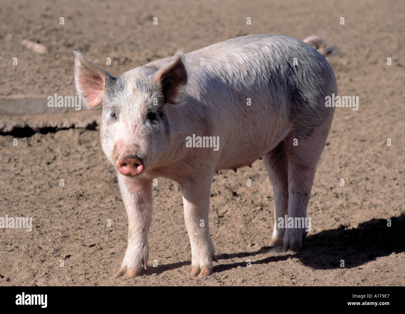 Pig clean curly tail hi-res stock photography and images - Alamy