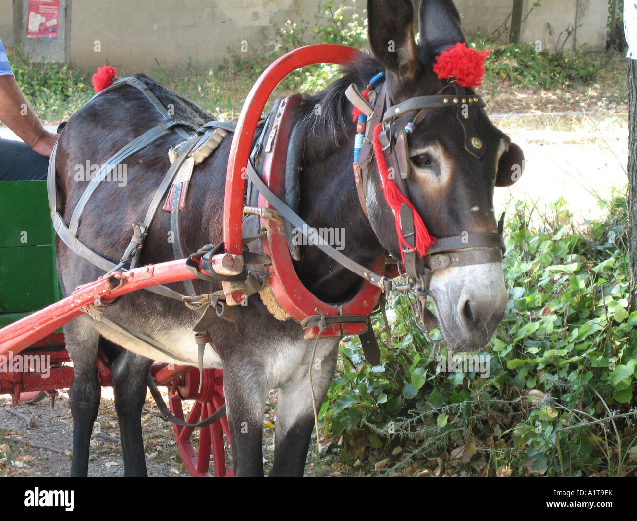 Balkan donkey hi-res stock photography and images - Alamy