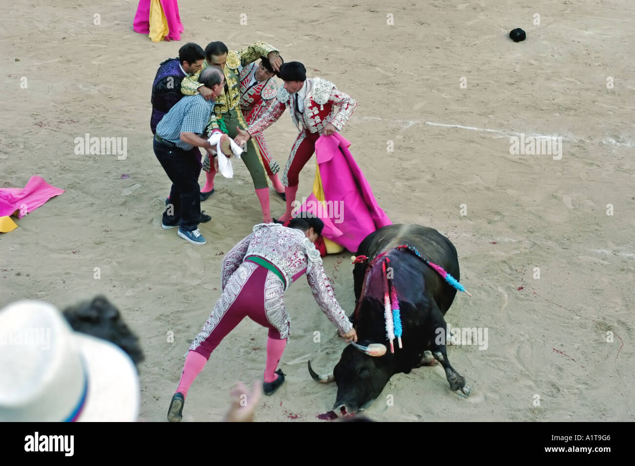 Wounded bull fight hi-res stock photography and images - Alamy