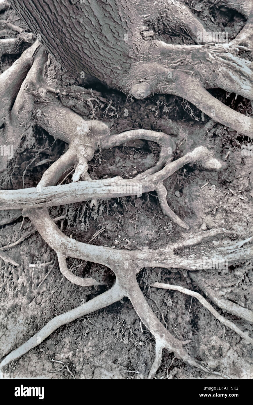 Natural "Still life" "Tree Roots" in "Bird Park" in "Mount Leb-anon ...