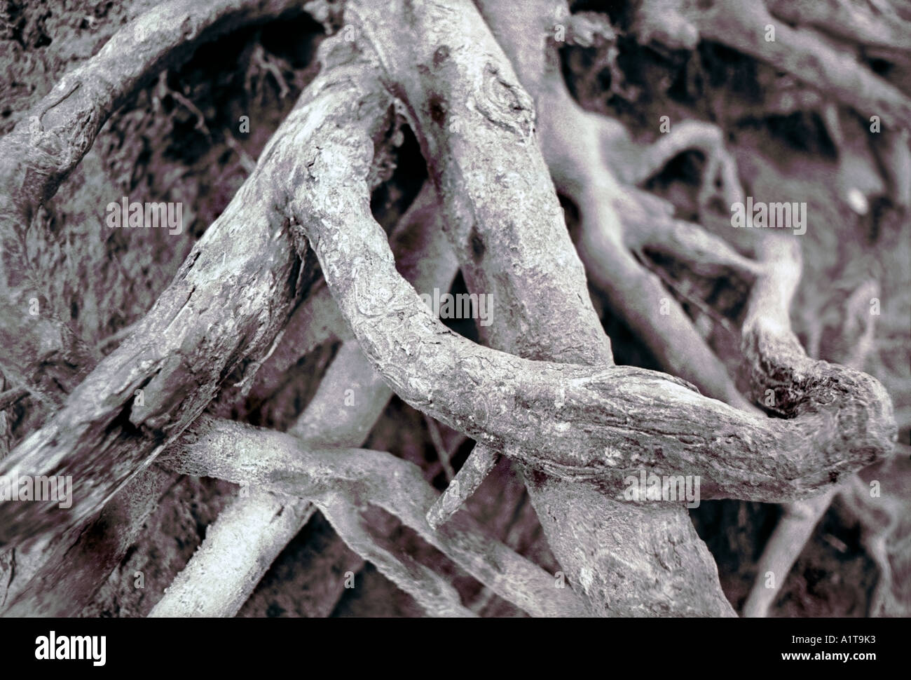 Nature "Still Life" Tree Roots, Entwined, Detail Stock Photo - Alamy