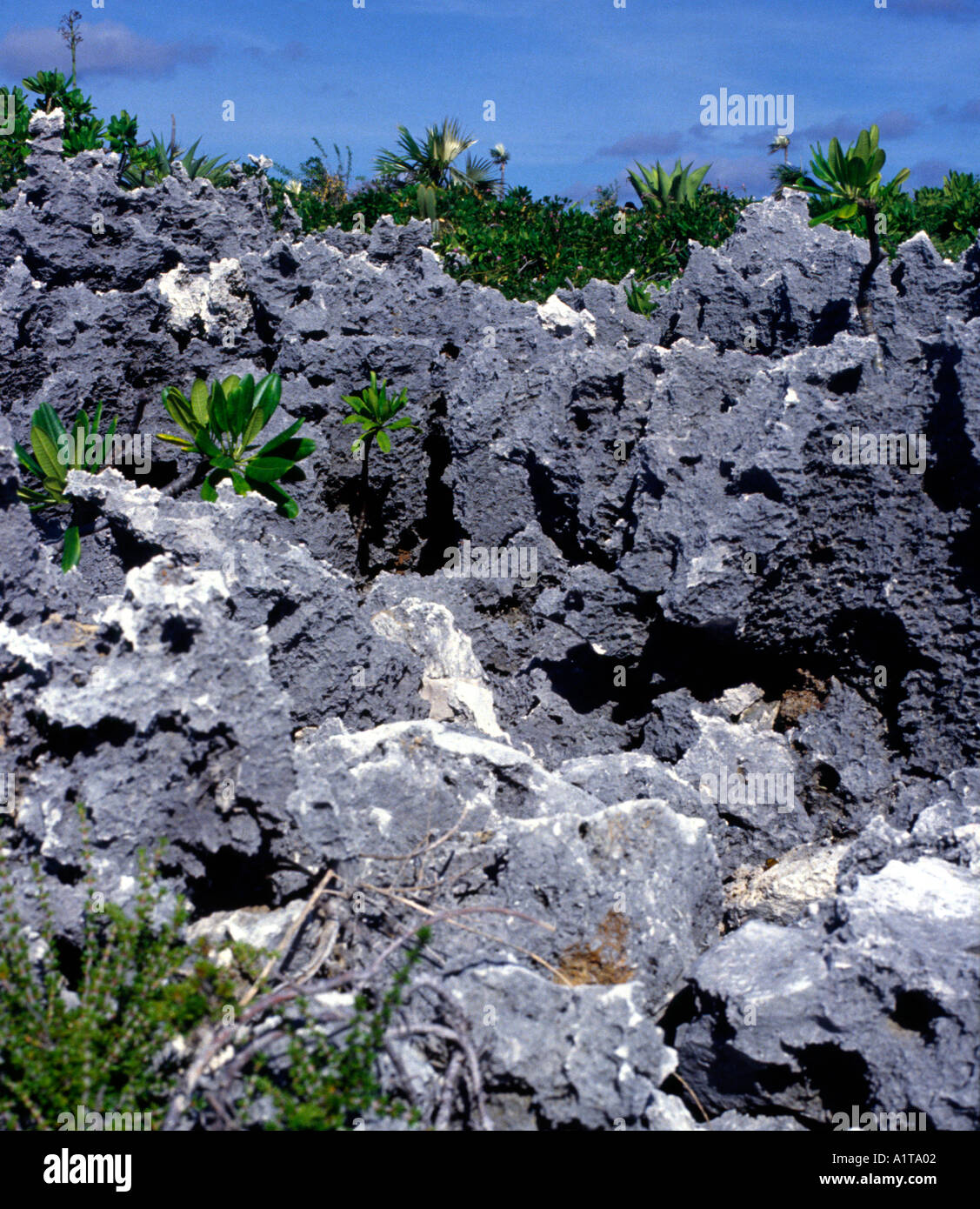 Jagged limestone on the Bluff Cayman Brac Cayman Islands Stock Photo ...