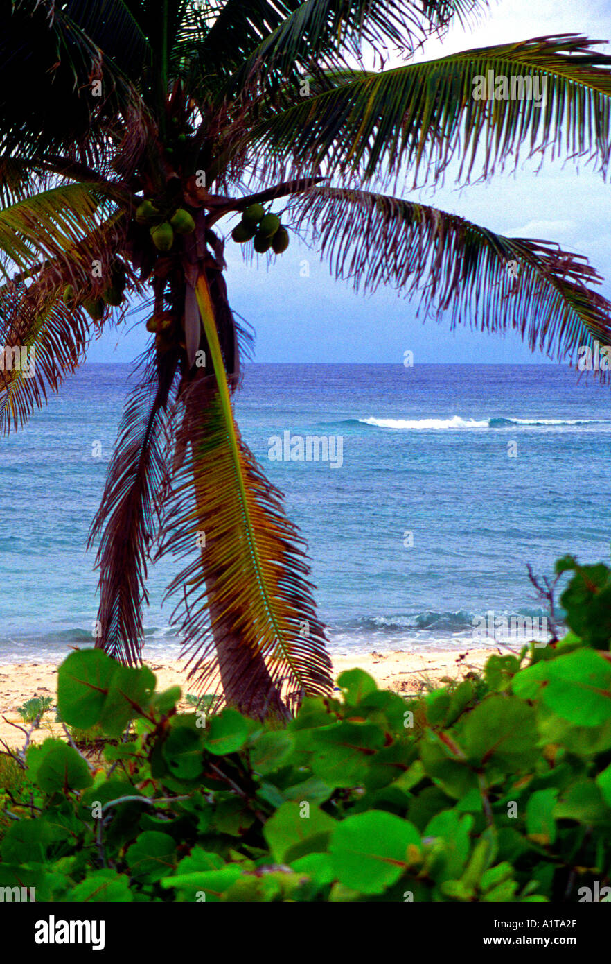 Palm tree and beach Cayman Brac Cayman Islands Stock Photo - Alamy