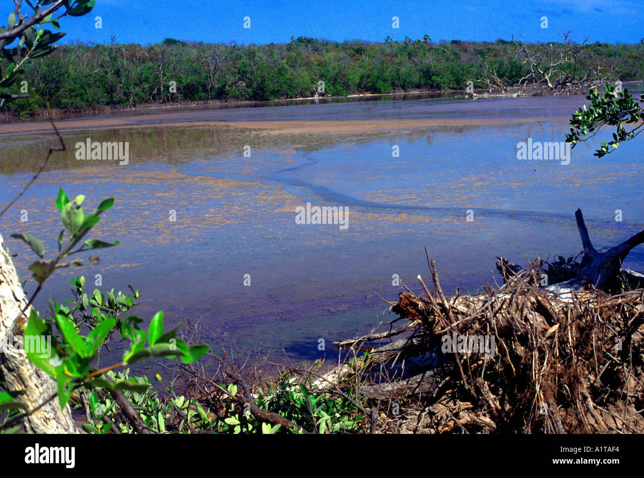 Lagoon and mangrove Little Cayman Cayman Islands Stock Photo - Alamy