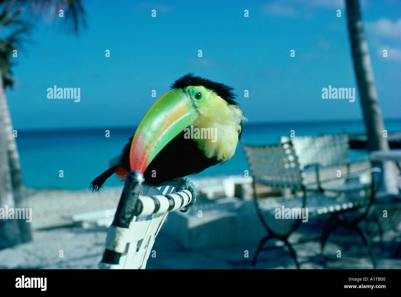 Tucan hi-res stock photography and images - Alamy