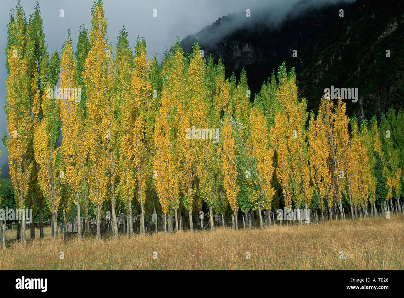 Alamo Trees Aisen Region Chile Stock Photo - Alamy