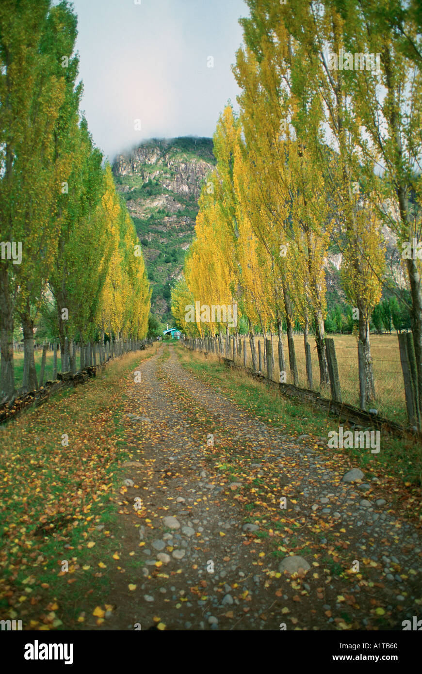 Alamo Trees Aisen Region Chile Stock Photo - Alamy