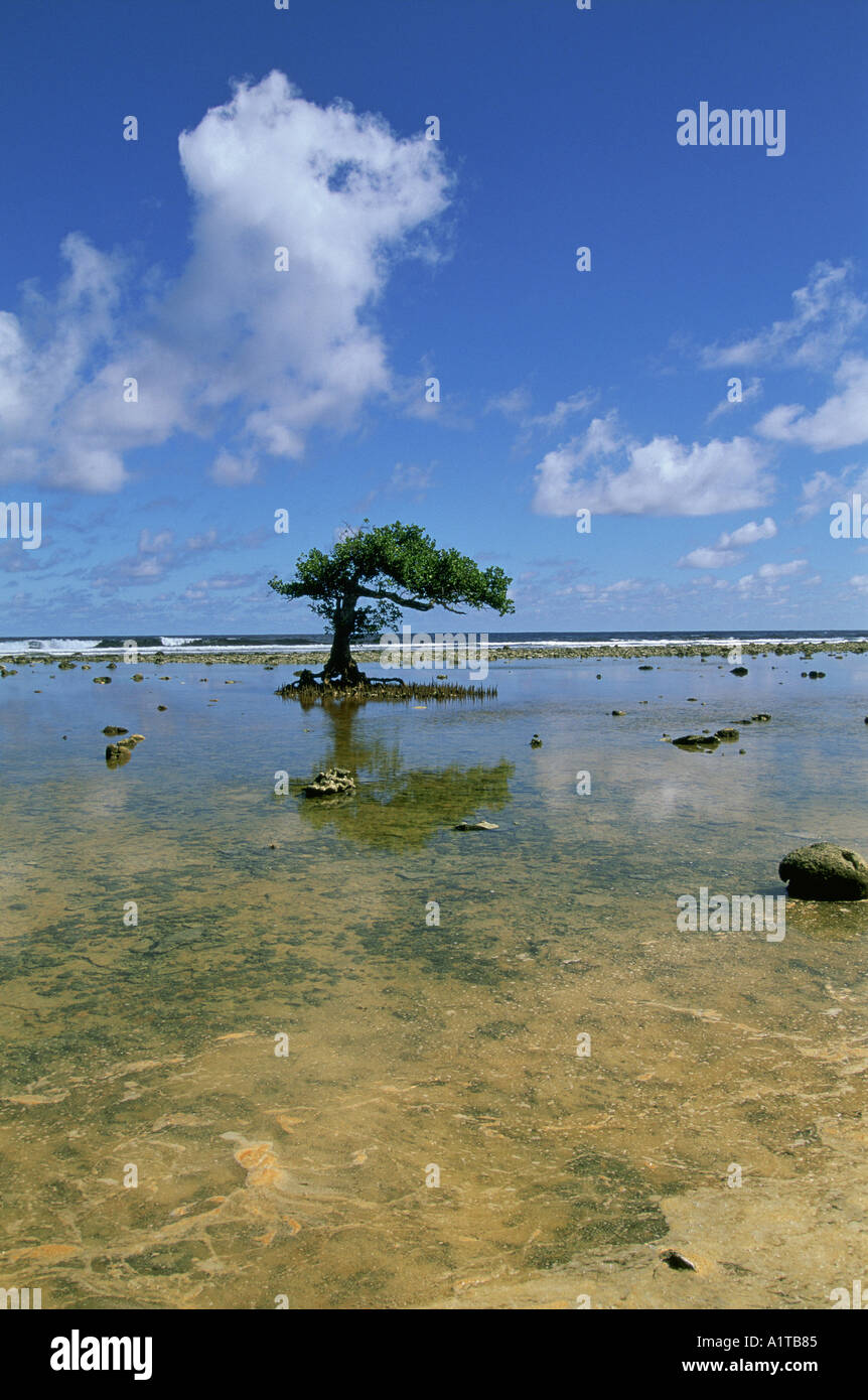 Kosrae Federated States of Micronesia Micronesia Stock Photo - Alamy