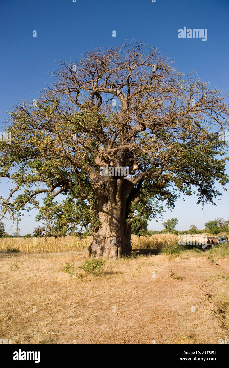 Mali baobab hi-res stock photography and images - Alamy