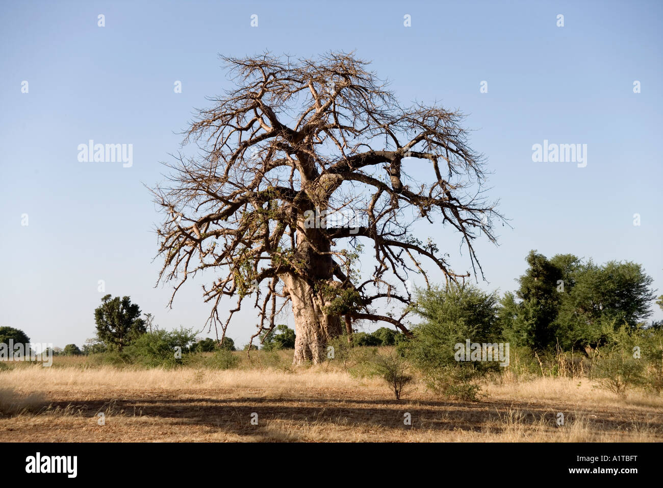 Niger inland delta hi-res stock photography and images - Alamy
