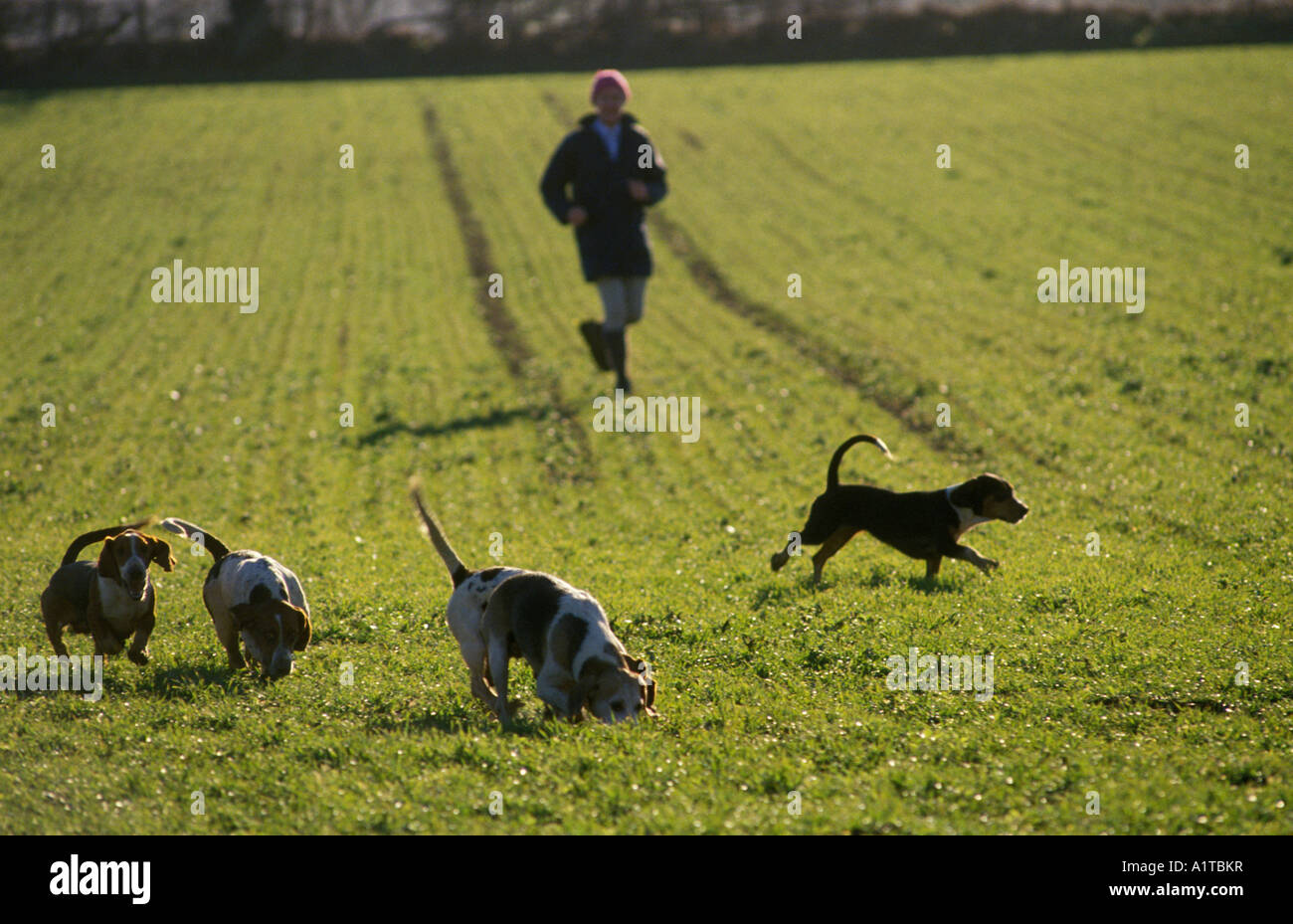 Four dogs hunting hi-res stock photography and images - Alamy