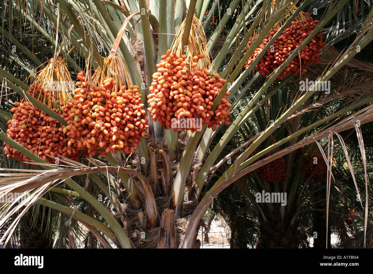 Date tree, heavily loaded with dates, Oman Stock Photo - Alamy