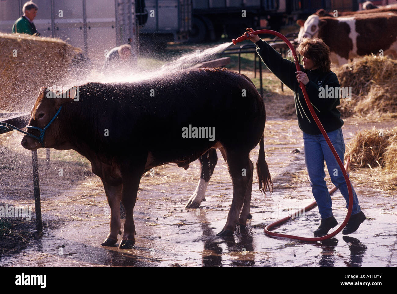 English county show hi-res stock photography and images - Alamy