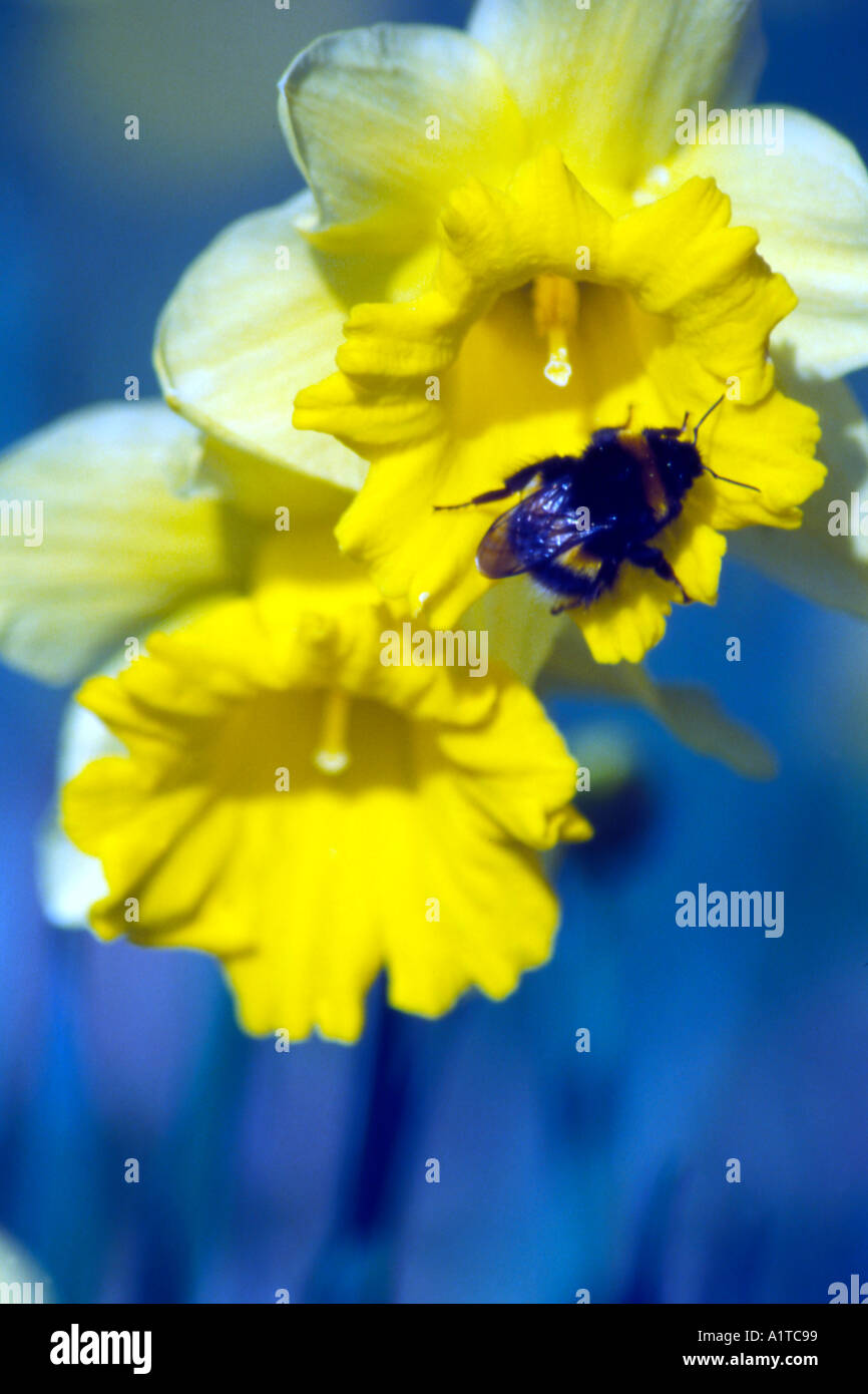 Bee daffodil flower hi-res stock photography and images - Alamy