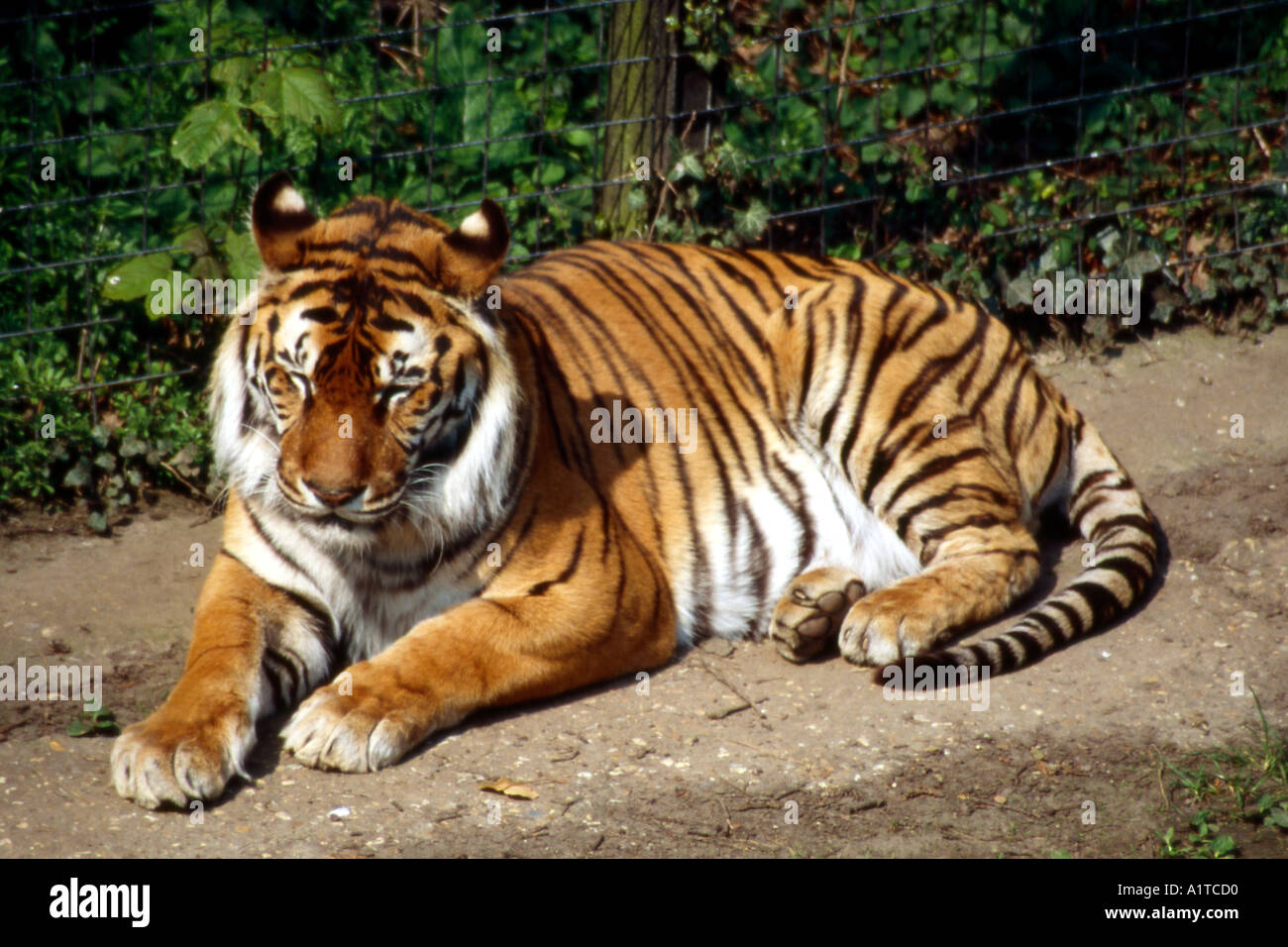 Asian tiger hi-res stock photography and images - Alamy