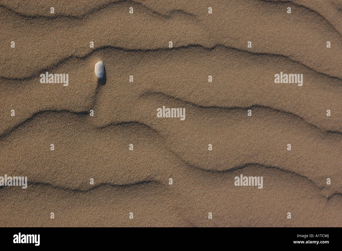 Seashell patterns hi-res stock photography and images - Alamy